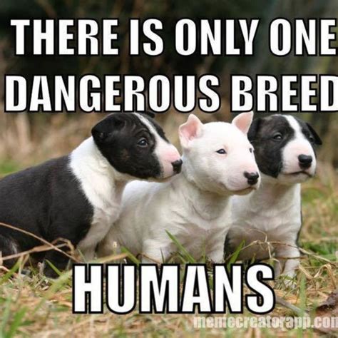 21 Funny English Bull Terrier Memes The Paws