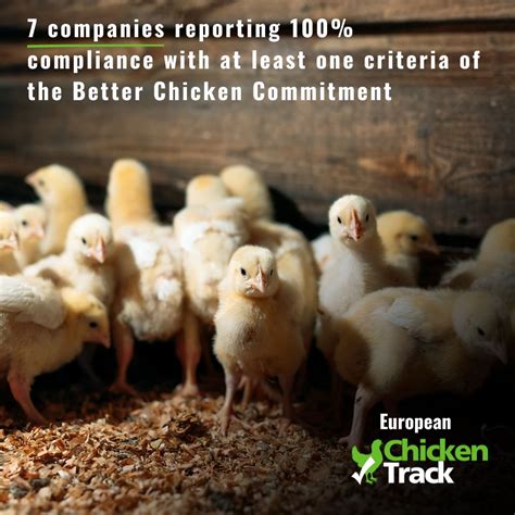 Ciwf Better Chicken Commitment On Linkedin Chickentrack Betterchickencommitment Chickens
