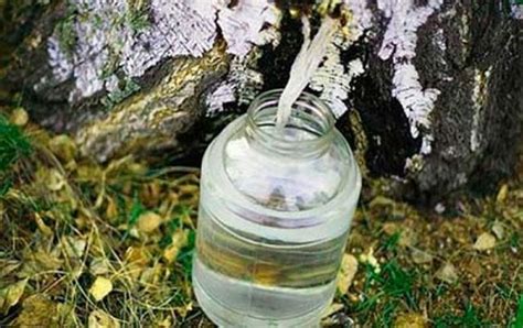 Truth About Birch Sap Nutritionists Comment Rbc Ukraine