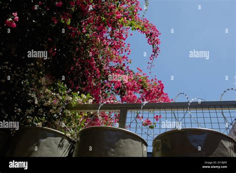 Barbed Wire Fence Military Zone War Buffer Zone Blue Clear Sky And