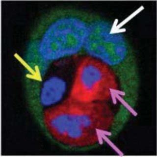 A Cell In Cell Selection Model Diagram Depicts Effector Cell Red Download Scientific Diagram