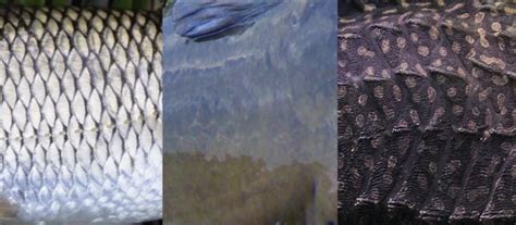 Scaled Armoured Or Naked How Does The Skin EurekAlert
