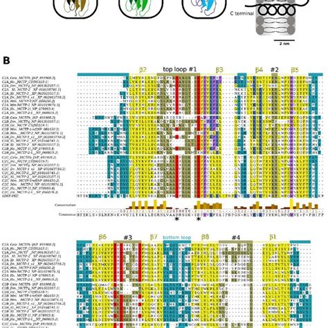 Multiple Sequence Alignment Of Mctp C2 Domains From Different