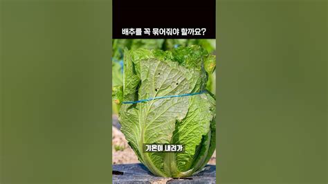배추 묶는시기와 수확시기에 꼭 이렇게 하세요 1분 농사정보 Shortsvideo Youtube