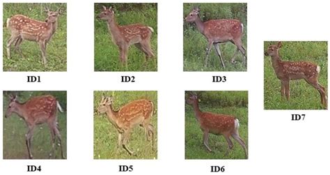 Siamese Network Architecture For Sika Deer Individual Identification Download Scientific Diagram