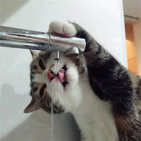 猫咪这6种水不能喝如果不小心喝到会危害性命 喵百科 上亦科技