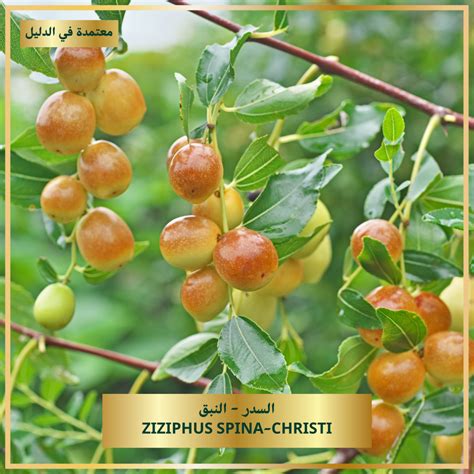 دليل التشجير في البصرة الدكتور ضرغام الاجودي