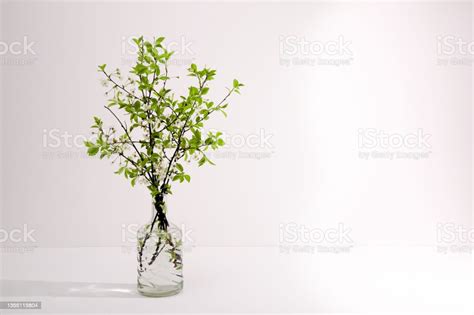 복사 공간이있는 흰색 배경에 꽃이 만발한 벚꽃의 나뭇가지가있는 유리 꽃병 봄 꽃 꽃다발 인테리어 장식 우아한 명함 모형 어머니의 날 엽서 신선도 미니 멀 0명에 대한 스톡