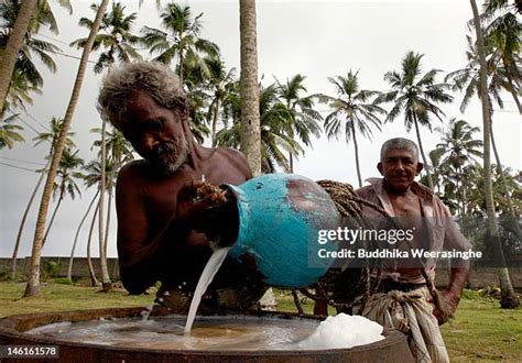 Toddy Palm Wine Photos And Premium High Res Pictures Getty Images