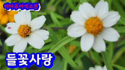 야생화의 아침 Youtube