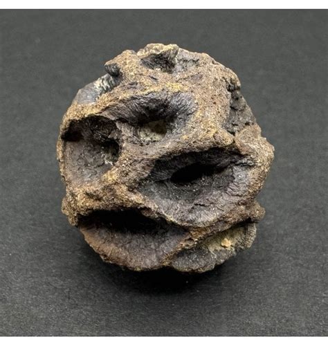 Fossils For Sale Fossils Late Cretaceous Plant Cone From