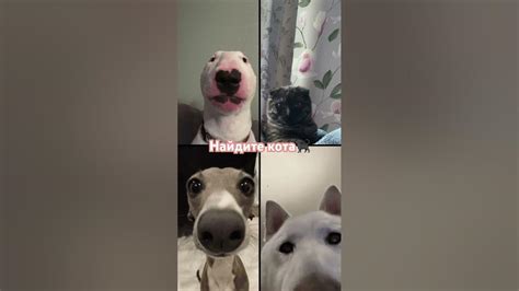 Праздники кот Cat котики котик С Новым годом 🍾🎊🎄 Youtube