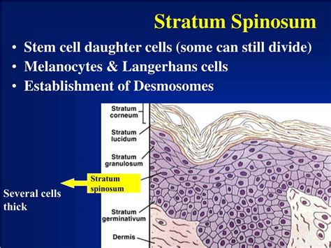 Ppt Cutaneous Membrane Accessory Structures Powerpoint Presentation Free Download Id 1293027