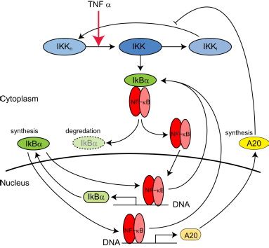 A graphical representation of the model NF κB signalling network Download Scientific Diagram