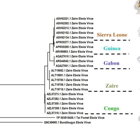 Phylogenetic Tree Result Of Zaire Ebov Gp Originated From Various Download Scientific Diagram