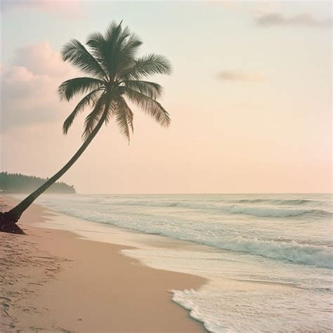 palm tree tumblr theme