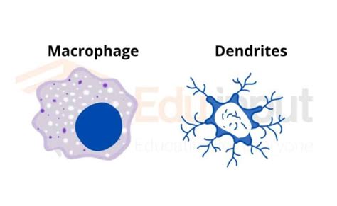 Phagocytosis And Phagocytes Discovery And Types