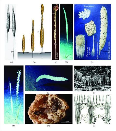 Sponge Types And Species Fire Glass And Barrel Sponges Sea Life