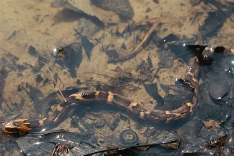 19 Especies De Serpientes De Agua Nerodia Imágenes 2025