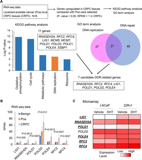 鉴定 Dna 损伤反应相关基因作为去势抵抗性前列腺癌的生物标志物 Scientific Reports X Mol