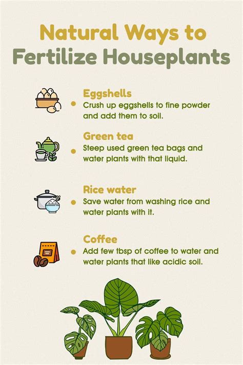 Ways To Naturally Fertilize Your Houseplants