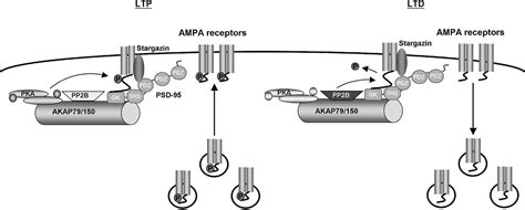 Figure 2 From Orchestration Of Synaptic Plasticity Through Akap