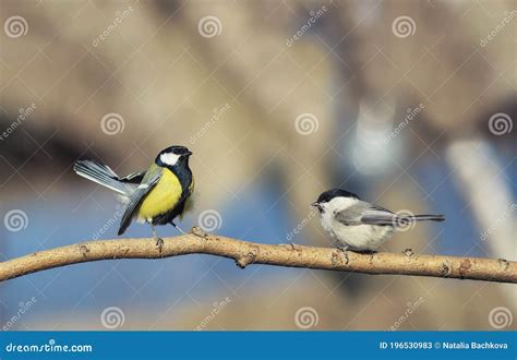 Two Birds Of Different Types Of Tits Are Sitting On A Branch In The