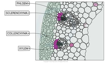 Xylem And Phloem Microscope Hd