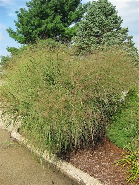 Rotary Botanical Gardens Hort Blog Northwind Switchgrass Ppa 2014