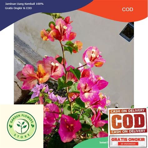 Jual Promo Tanaman Hias Bugenvil Bunga Kertascitra Indian Cod Shopee Indonesia