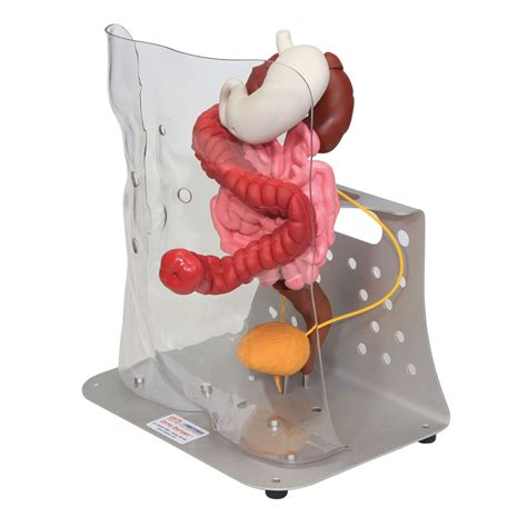 Otto Ostomy™ Advanced Model Sem Trainers