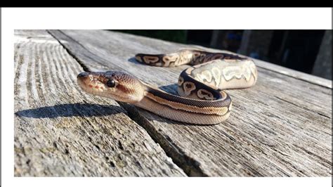 Ball Python Eggs Hatching Youtube