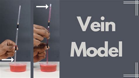 Vein Model Thinktac Diy Science Youtube