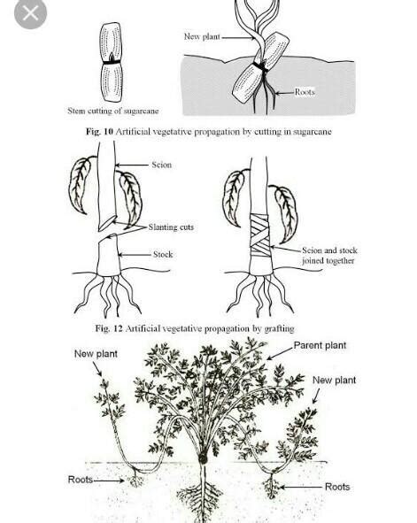 Vegetative Reproduction Diagram