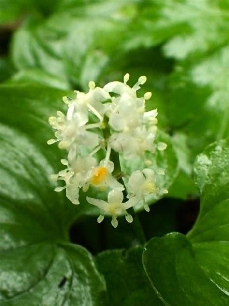 森吉山 花紀行 2 天地あめつちに遊ぶ
