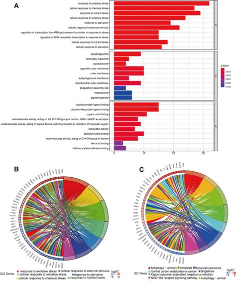 Go And Kegg Pathway Enrichment Analysis Of De Frgs A B Go Enrichment