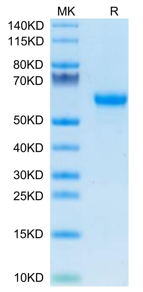 Mouse Factor Hcfh Protein Cfh Mm101 Kactus