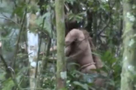 Bertahun Tahun Hidup Terasing Di Hutan Amazon Manusia Lubang Ditemukan