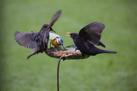 Blue Tit On Leaf Bird Feeder