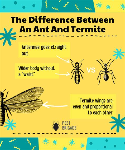 Ant VS Termite What S The Difference With Pictures Pest Brigade