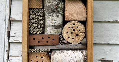 Mason Bees And The Houses They Live In Northern Gardener