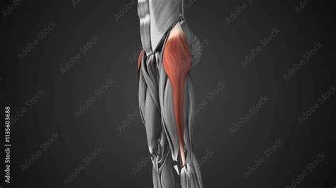 Female Tensor Fasciae Latae Muscle Anatomy Stock Illustration Adobe Stock