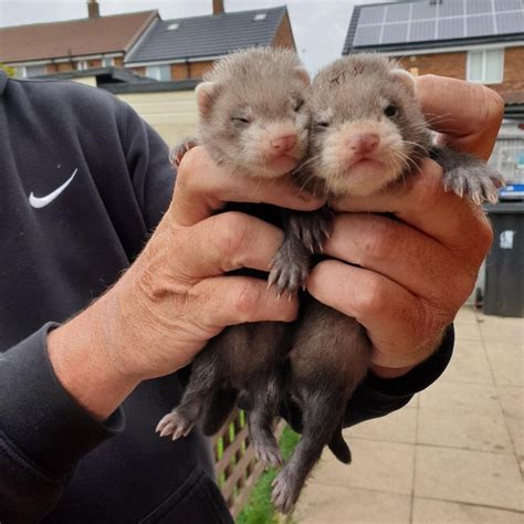 Gorgeous Ferret Kits For Sale Minneapolis Mn Patch