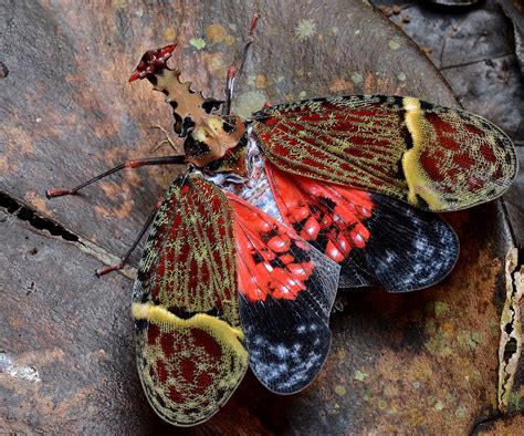 A Dragon Headed Bug With Brightly Colored Hind Wings And Forewings With
