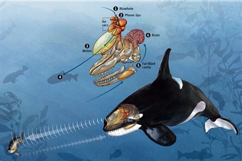 Orca Brain Size