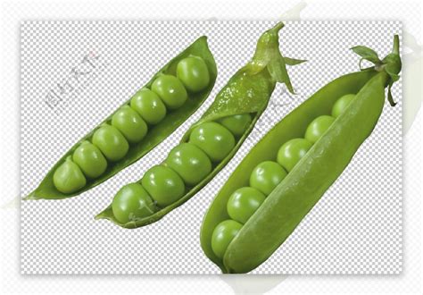 豌豆图片素材 编号38741255 图行天下