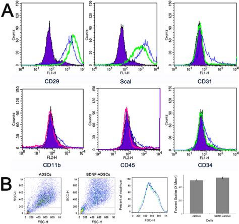 A Cell Surface Marker Profiles Of Adscs And Bdnf Adscs Murine Adscs Download Scientific