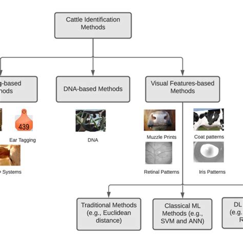 Different Types Of Cattle Identification Methods Download Scientific