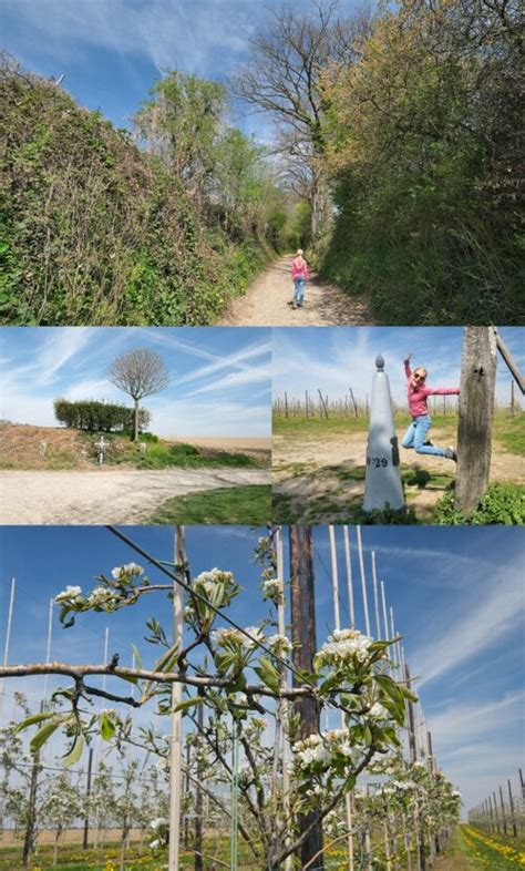 Wandelen Zuid Limburg Mooiste Bloesem Wandelingen Door De Heuvels
