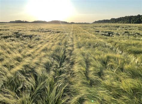 Насіння ячменю ярого Акордіне, перша репродукція